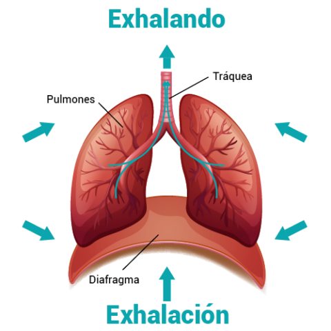 Laboratorio de fisiología pulmonar | Diagnostico Lomas